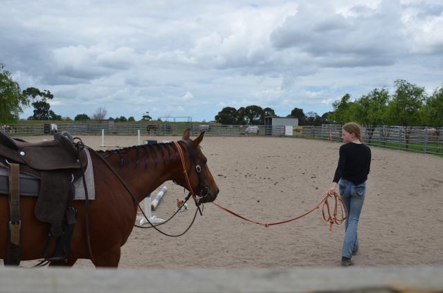 Cattle cutting hot shots | Berwick Gazette