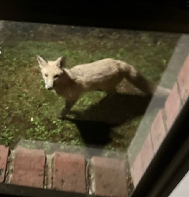 Gembrook local encounters not-so-shy pale red fox | Berwick Gazette