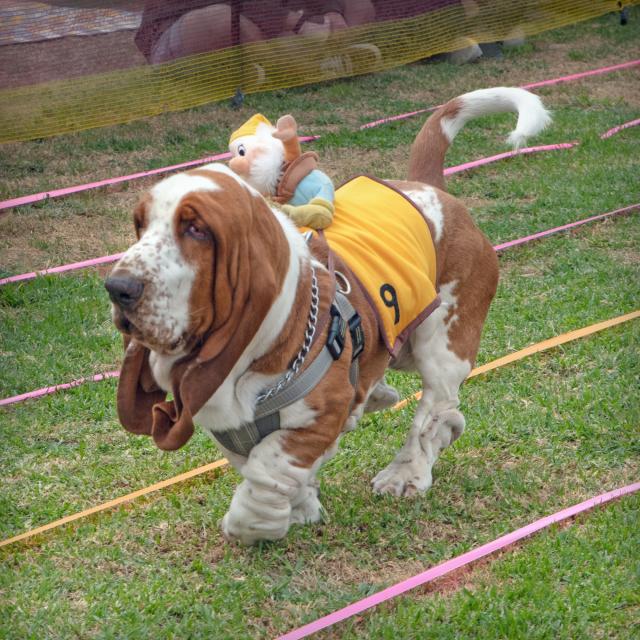 Basset Hound race returns with epic comeback | Berwick Gazette