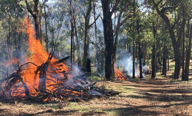 Wright Forest storm cleanup underway amidst logging concerns | Berwick ...