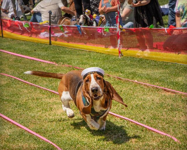 Basset Race returns floppier | Berwick Gazette